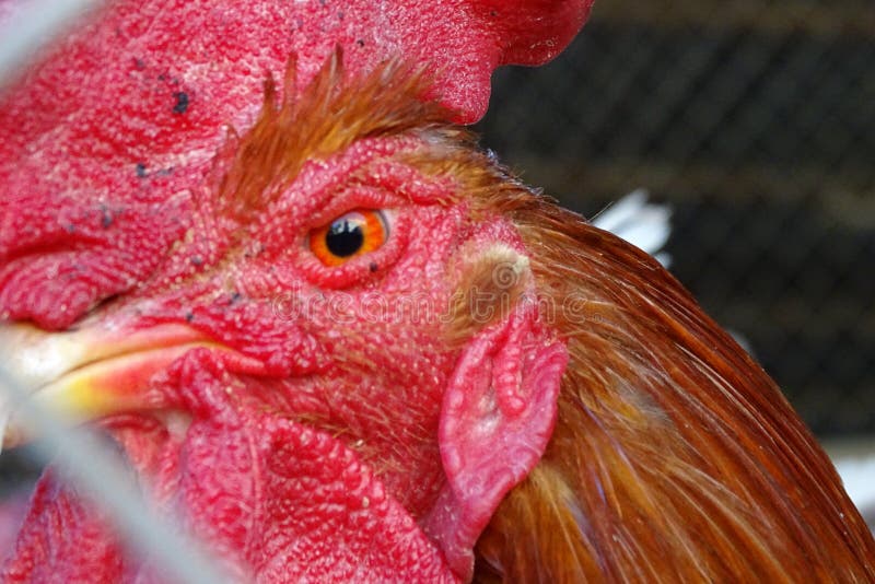 Rooster in Detail in the Farm Stock Photo - Image of rooster, feathers ...