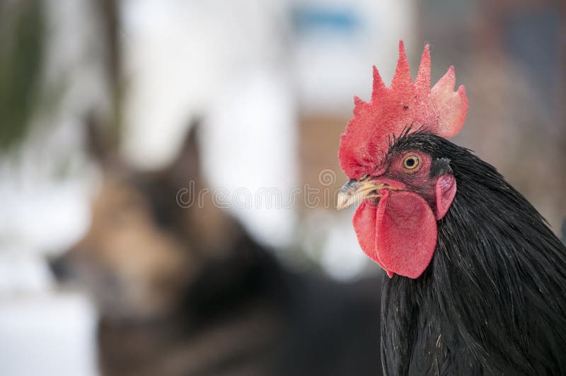 Rooster and dog stock image. Image of friendship, livestock - 81799187