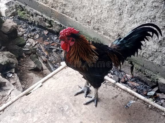 A Rooster that Dominates Its Territory Stock Image - Image of controls ...