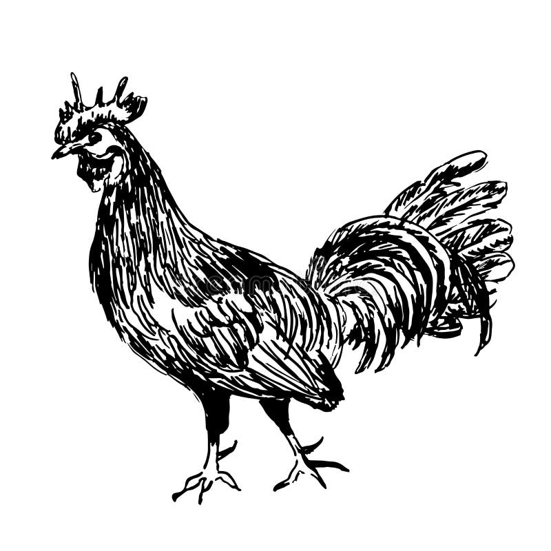 Rooster Drawing Hand Drawn Illustration Stock Vector - Illustration of ...