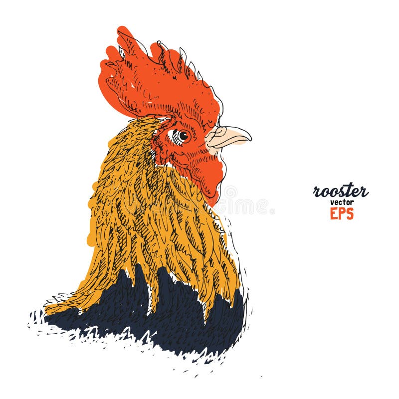 Rooster Drawing Illustration Stock Illustration - Illustration of ...