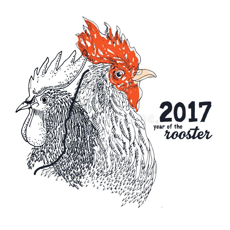 Rooster Drawing Illustration Stock Illustration - Illustration of ...