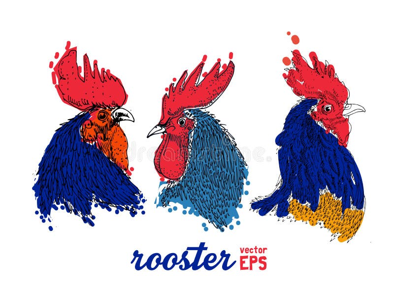 Rooster Drawing Illustration Set Stock Illustration - Illustration of ...