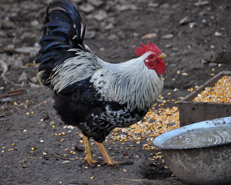 Water Rooster stock photo. Image of ethereal, profile - 53795426