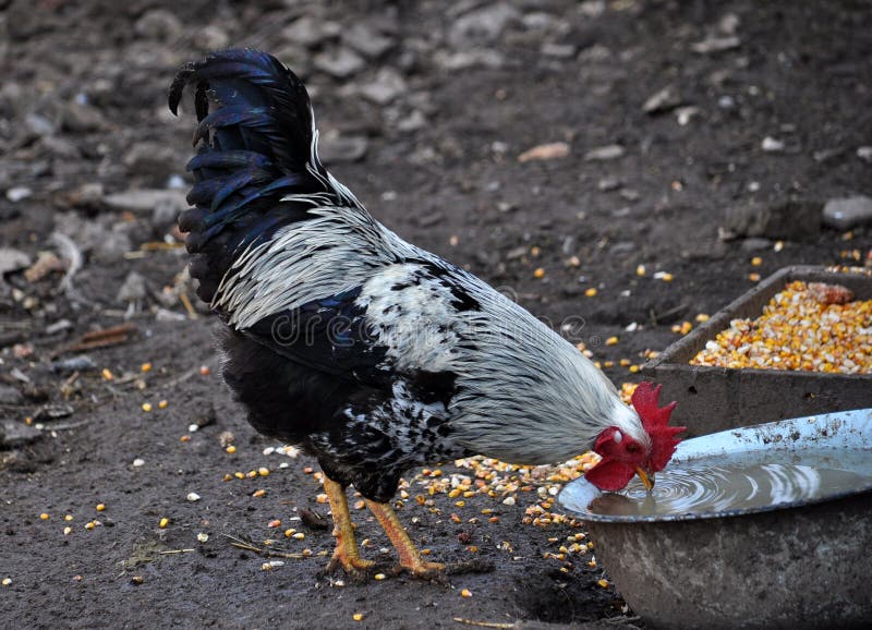 Rooster Drinking Water for Peasant Yard_4 Stock Image - Image of ...