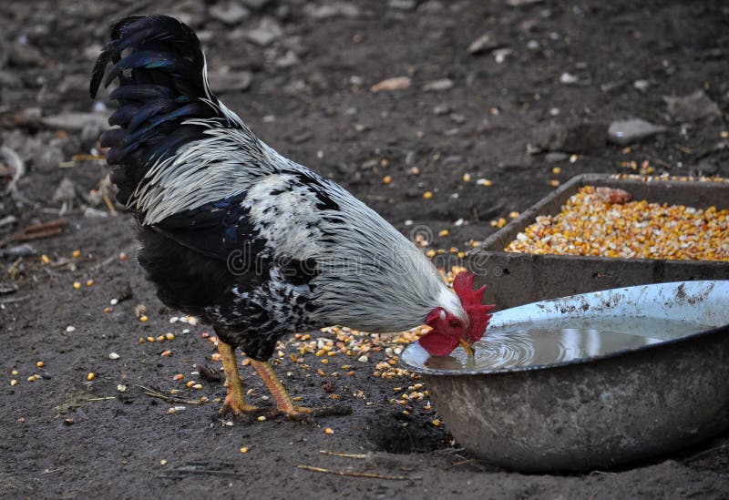 Rooster Drinking Water for Peasant Yard_3 Stock Photo - Image of ...