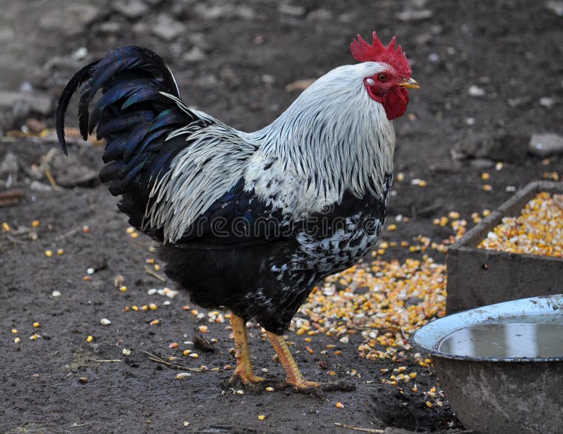 Rooster Drinking Water for Peasant Yard_3 Stock Photo - Image of ...