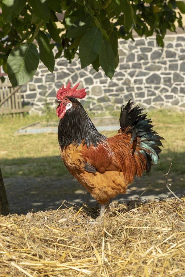 Rooster on the dunghill stock image. Image of chicken - 121929303