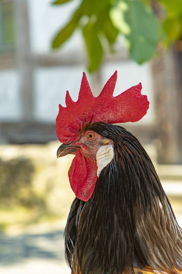 Rooster on the dunghill stock image. Image of outdoors - 121929401