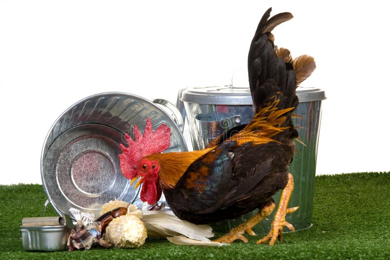 Rooster with Dustbins and Garbage Stock Image - Image of chicken ...