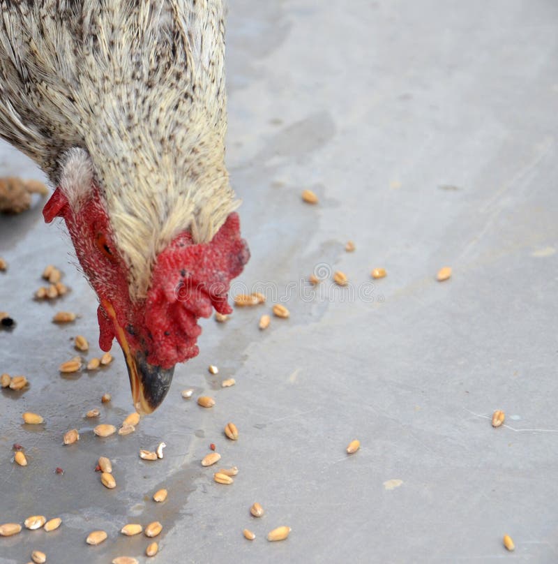 Rooster eating wheat seeds stock image. Image of chick - 40342333
