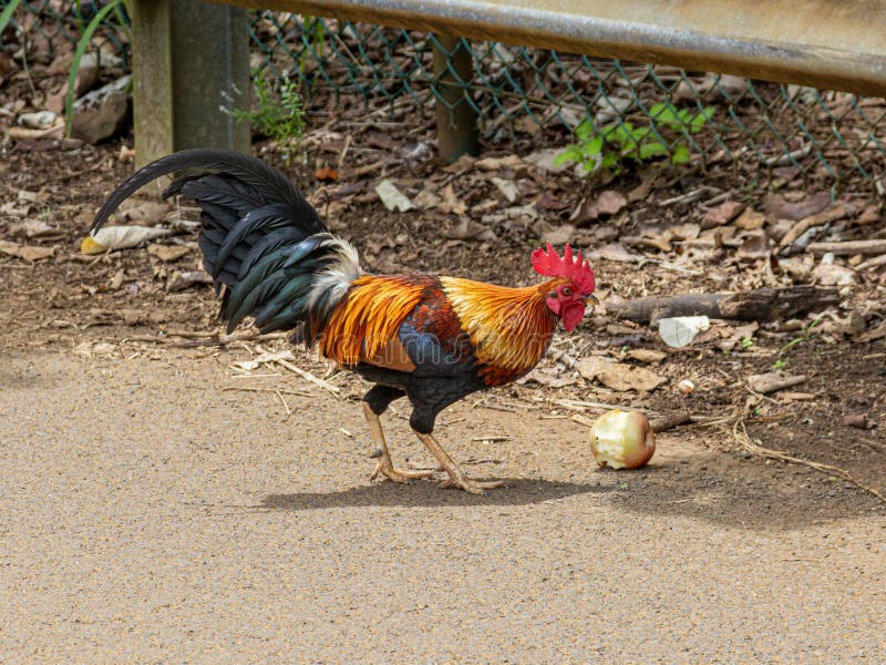 Rooster Eating an Apple stock image. Image of male, rooster - 308488875