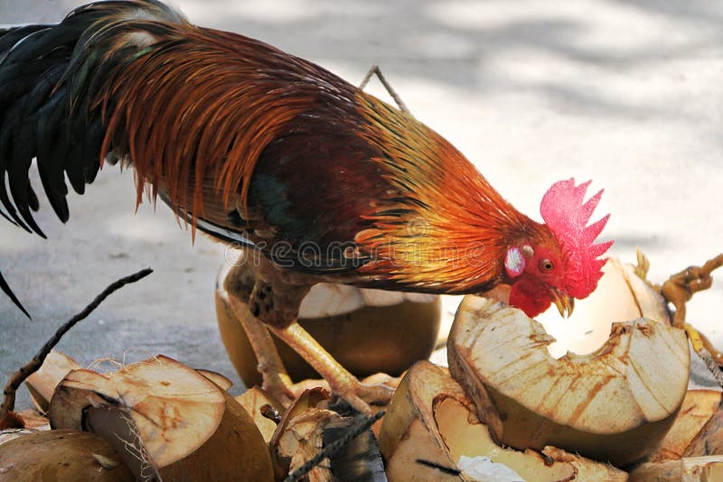 A Rooster is Eating Coconut Shell in an Island in Maluku, Indonesia ...