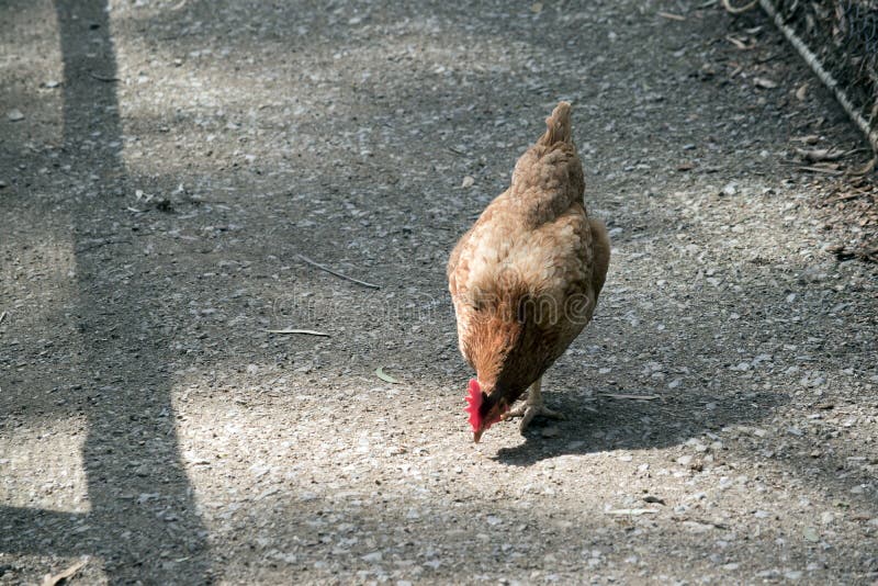 The Rooster is Eating Corn Off the Path Stock Photo - Image of poultry ...