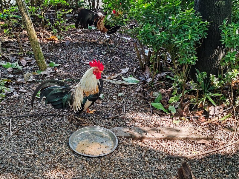 A Rooster is Eating Food in the Garden. Stock Image - Image of quail ...