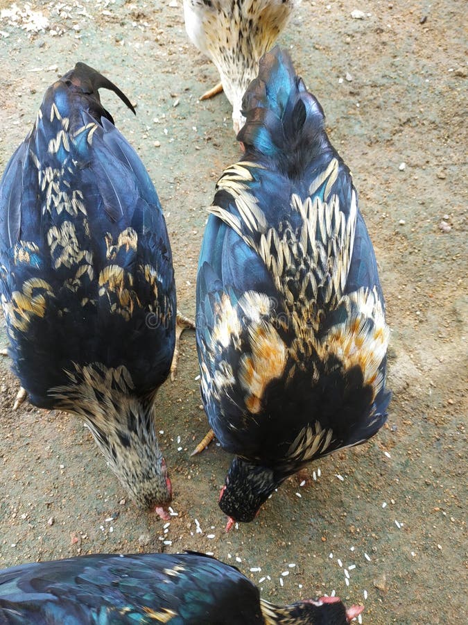 Rooster Eating Rice in the Yard Stock Photo - Image of eating, chicken ...