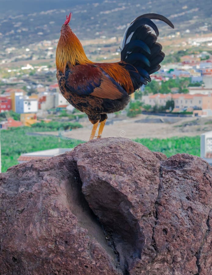Rooster En Una Roca, Mirando El Paisaje Imagen de archivo - Imagen de ...
