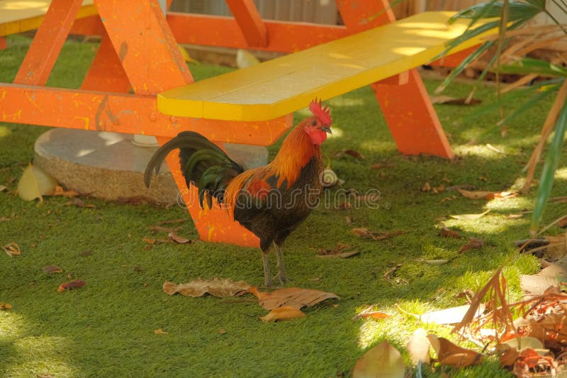 A Rooster Enjoying the Shade Stock Photo - Image of duck, wing: 339860558