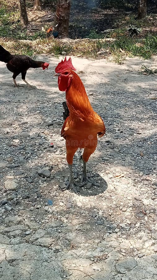 The Rooster is Eyeing the Hen Behind Him Stock Image - Image of rooster ...