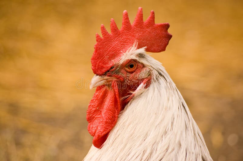 Rooster face stock photo. Image of chicken, farm, beak - 21233924