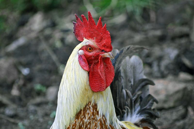 Rooster face stock photo. Image of chicken, farm, beak - 21233924