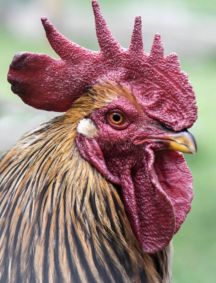 Rooster face stock photo. Image of chicken, farm, beak - 21233924