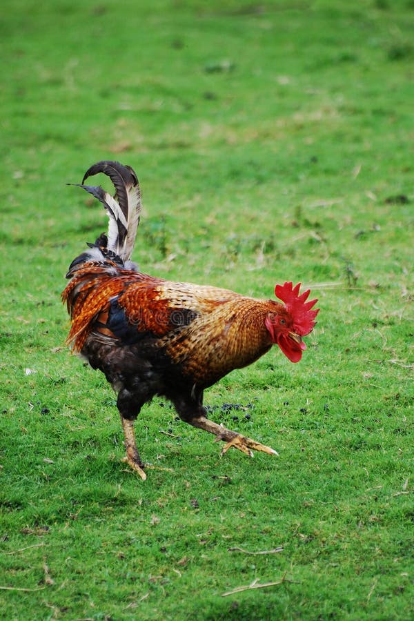 Rooster on a farm stock photo. Image of cockerel, farm - 7149664