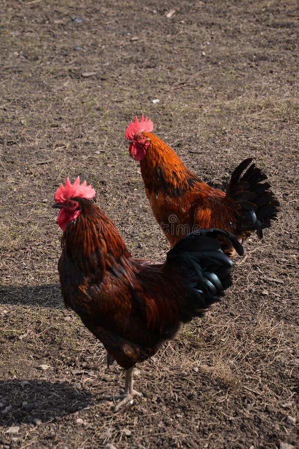 Rooster stock photo. Image of black, shiny, colourful - 53161256