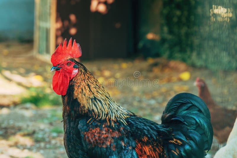 Rooster in farm back yard stock photo. Image of closeup - 334803086