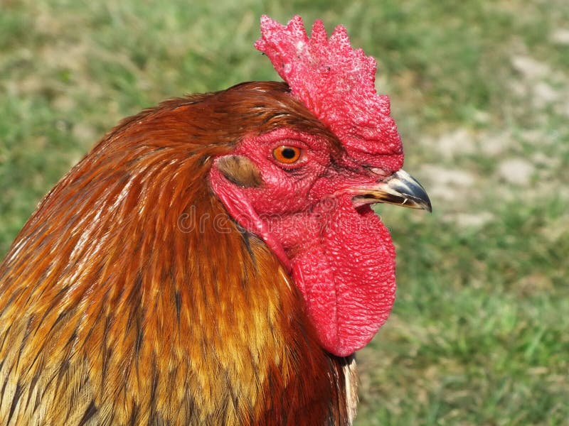 Rooster stock photo. Image of female, meat, natural, common - 32507390