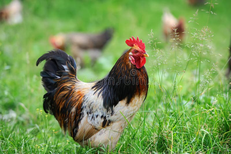 Rooster in farm stock image. Image of bird, fowl, farm - 77835355