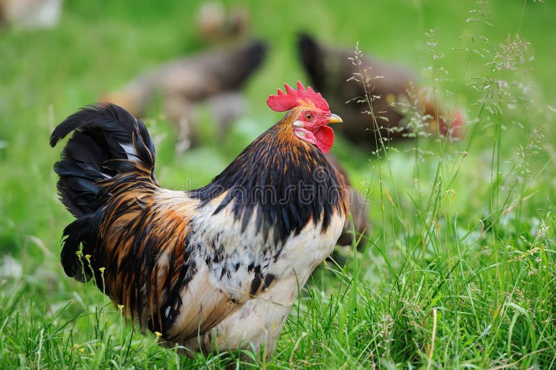 Rooster in farm stock photo. Image of mammal, chick, animal - 41635594