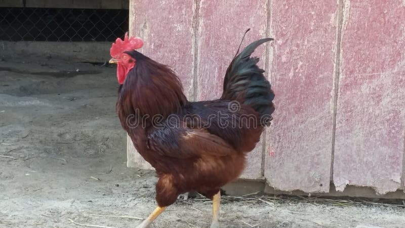 Rooster stock image. Image of rooster, barn, farm, front - 94339941