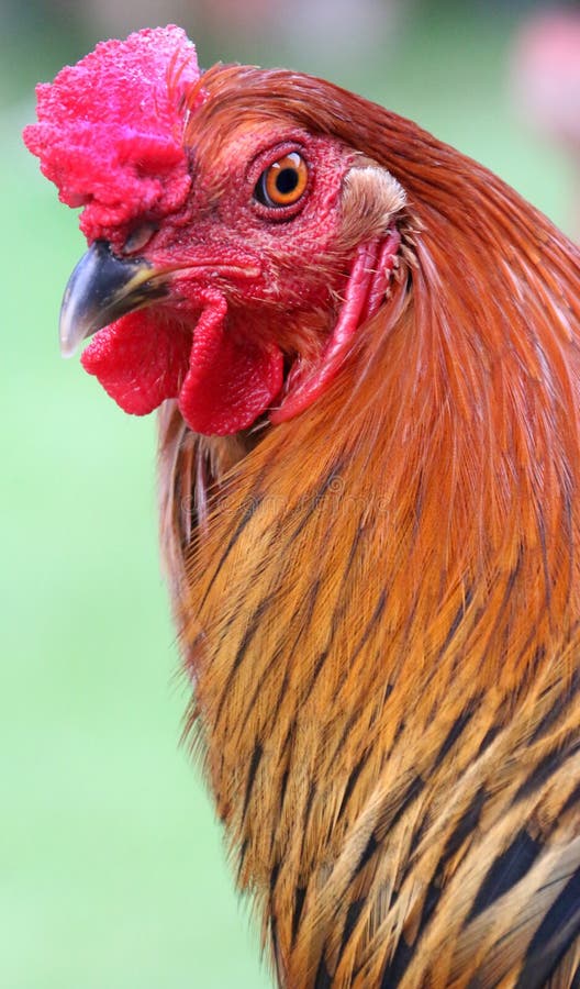 Farm Rooster Full Hd Image Stock Photos - Free & Royalty-Free Stock ...
