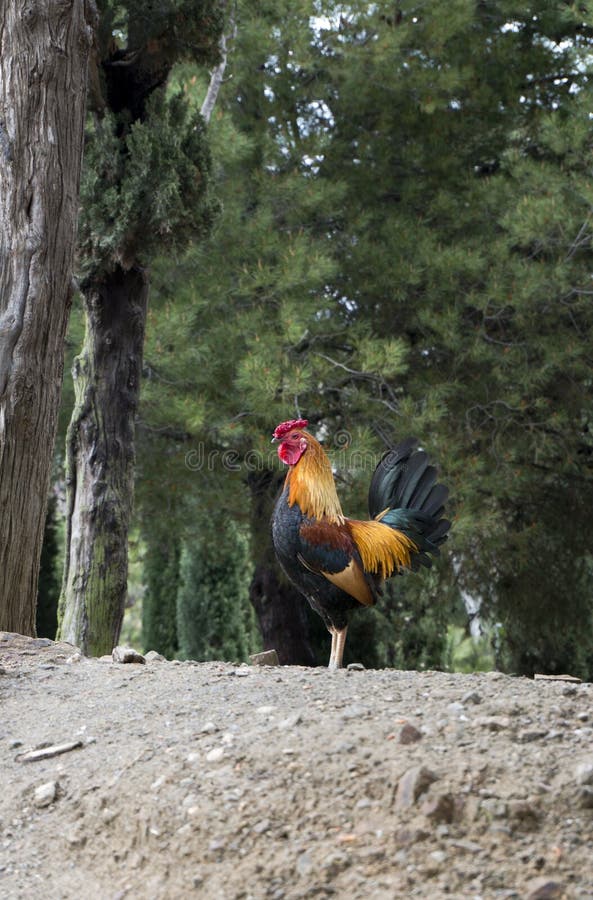Rooster Farm stock image. Image of hens, agriculture - 43925393