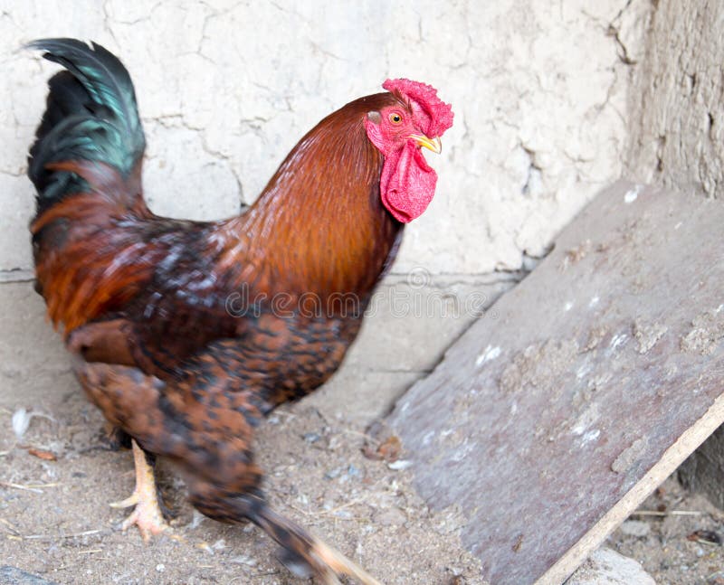 Rooster on the farm stock image. Image of alive, chick - 102257443