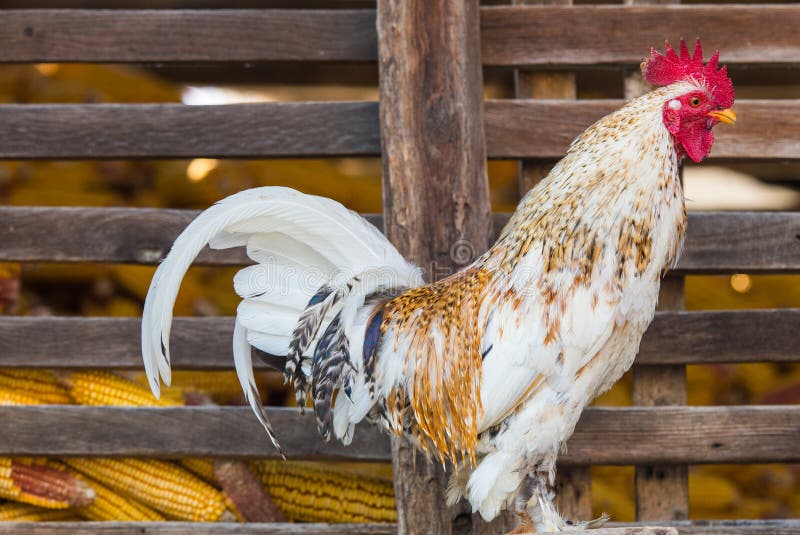 Rooster in a farm stock image. Image of sunrise, beautiful - 132377603