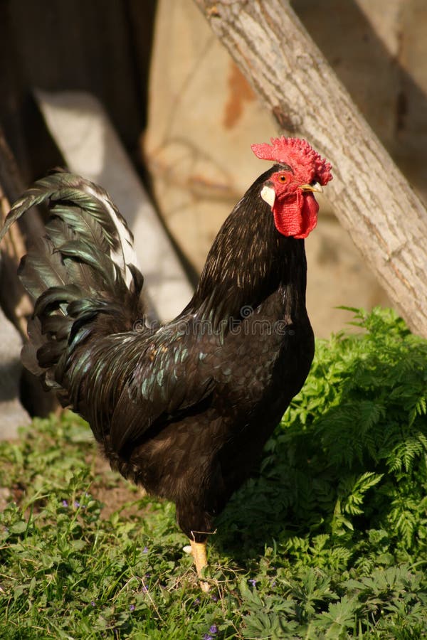 Rooster. stock image. Image of freedom, gardening, livestock - 51868779