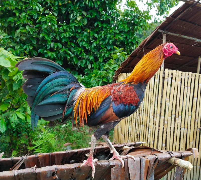 Rooster in a farm stock image. Image of sunrise, beautiful - 132377603