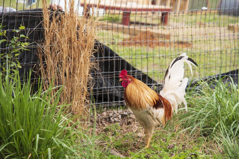 Rooster. Rooster in a Farm stock photo. Image of animal - 148403456