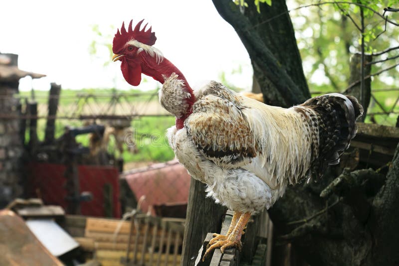 Rooster on the farm yard stock image. Image of color - 54478017