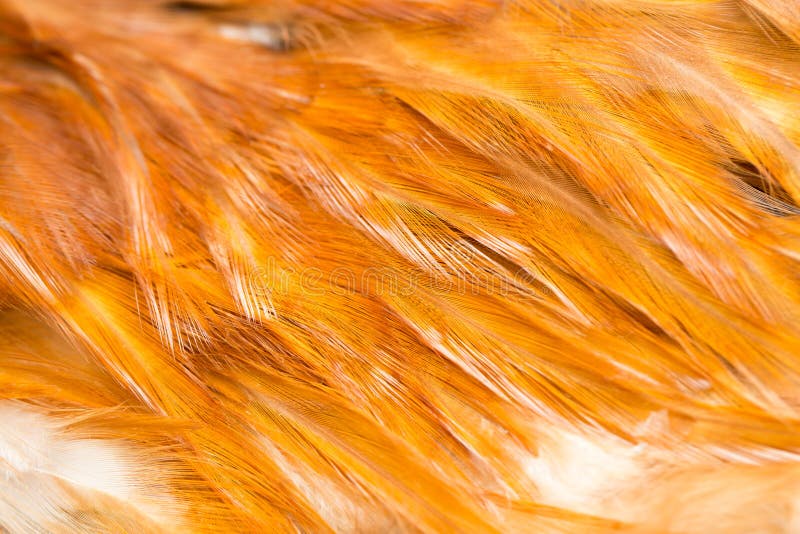 Rooster Feather Background. Fine Texture Stock Image - Image of wing ...