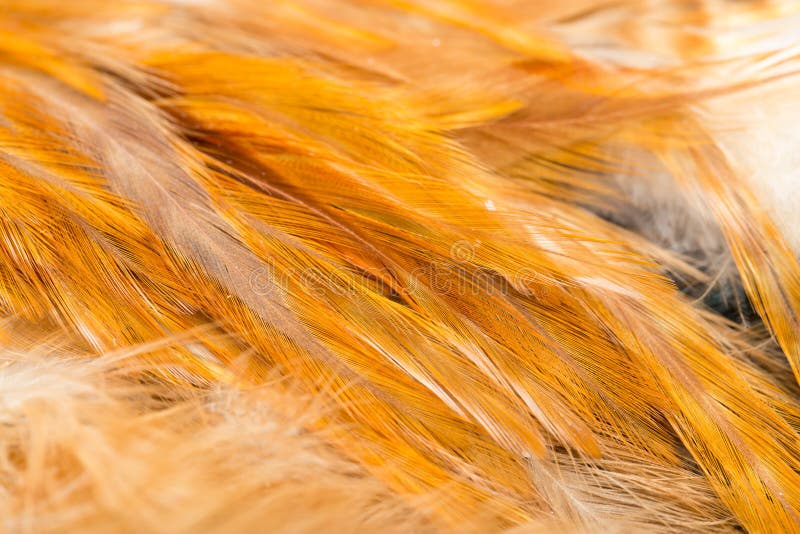 Rooster Feather Background. Fine Texture Stock Image - Image of ...