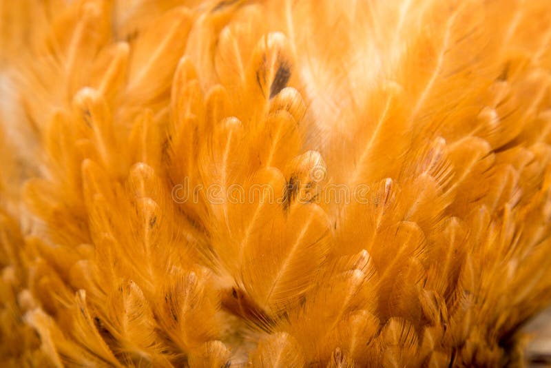 Rooster Feather Background. Fine Texture Stock Image - Image of ...