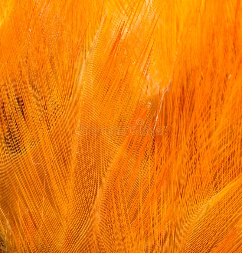 Rooster Feather Background. Fine Texture Stock Image - Image of ...