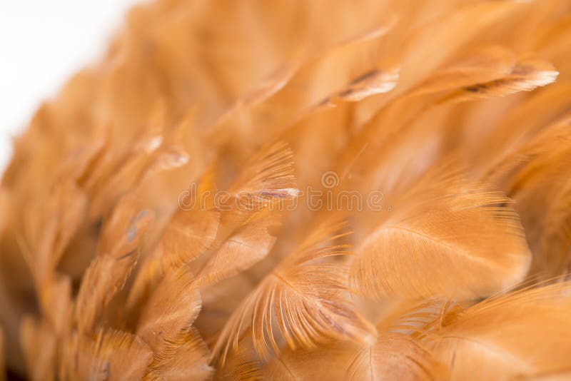 Rooster Feather Background. Fine Texture Stock Photo - Image of rooster ...