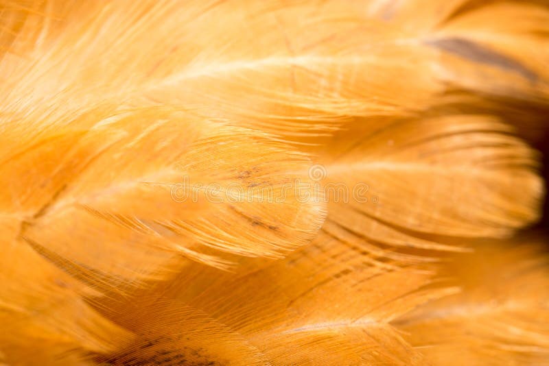 Rooster Feather Background. Fine Texture Stock Image - Image of bird ...