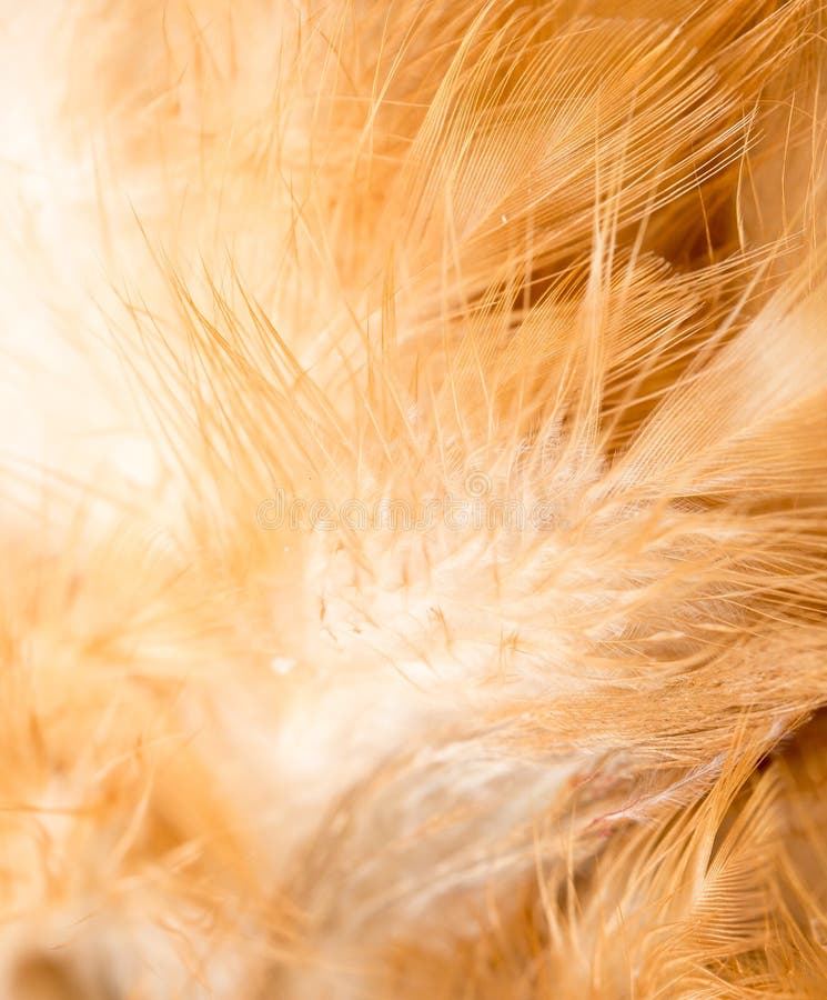 Rooster Feather Background. Fine Texture Stock Photo - Image of wing ...