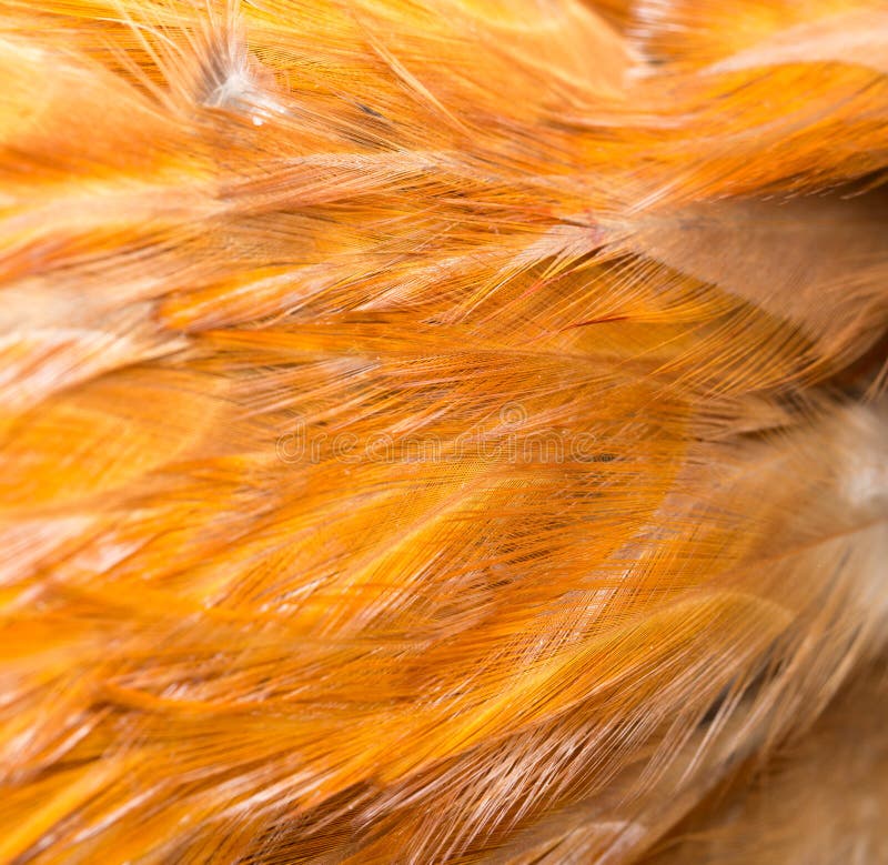 Rooster Feather Background. Fine Texture Stock Image - Image of texture ...