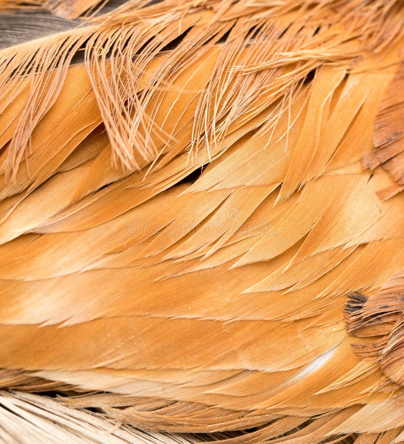 Rooster Feather Background. Fine Texture Stock Photo - Image of ...